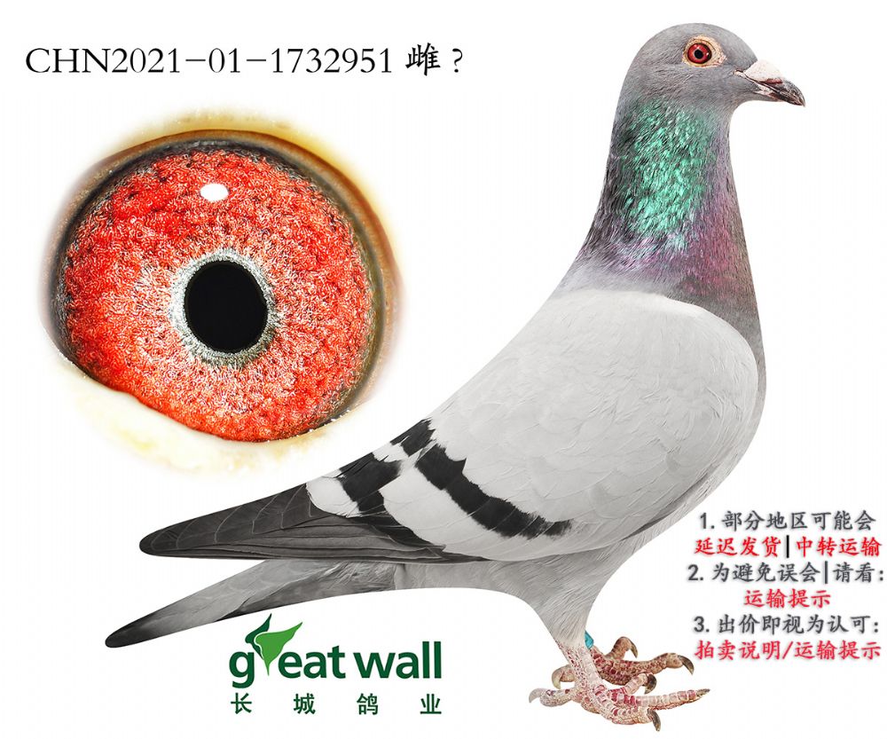 信鸽在线拍卖平台 - 中国信鸽信息网