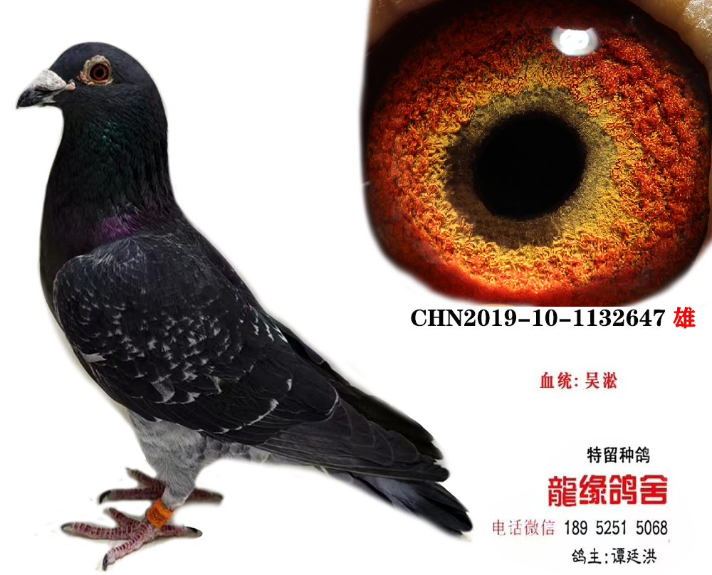 信鸽在线拍卖平台 - 中国信鸽信息网