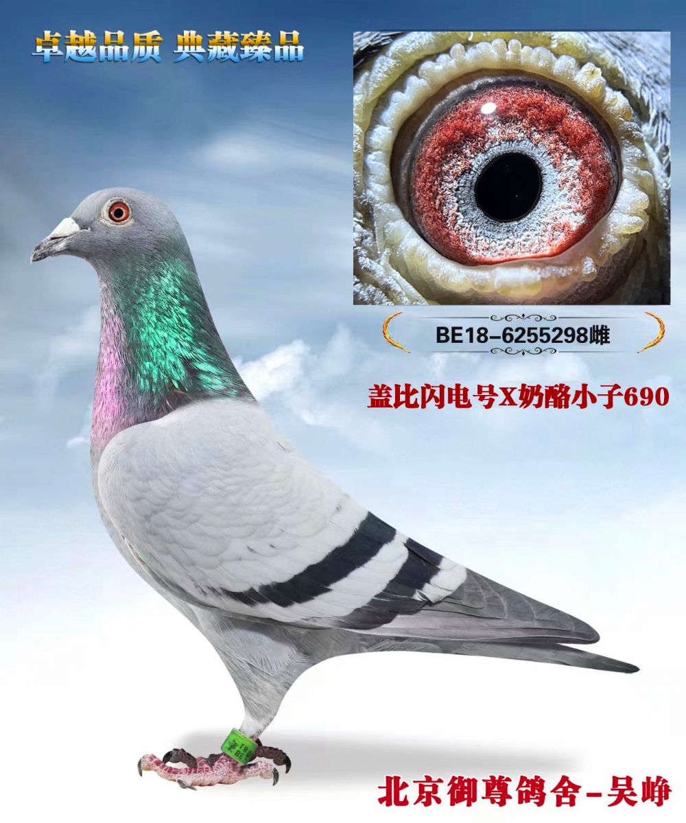 信鸽在线拍卖平台 - 中国信鸽信息网