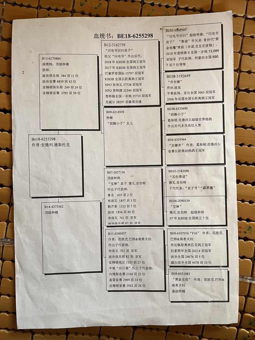 信鸽在线拍卖平台 - 中国信鸽信息网