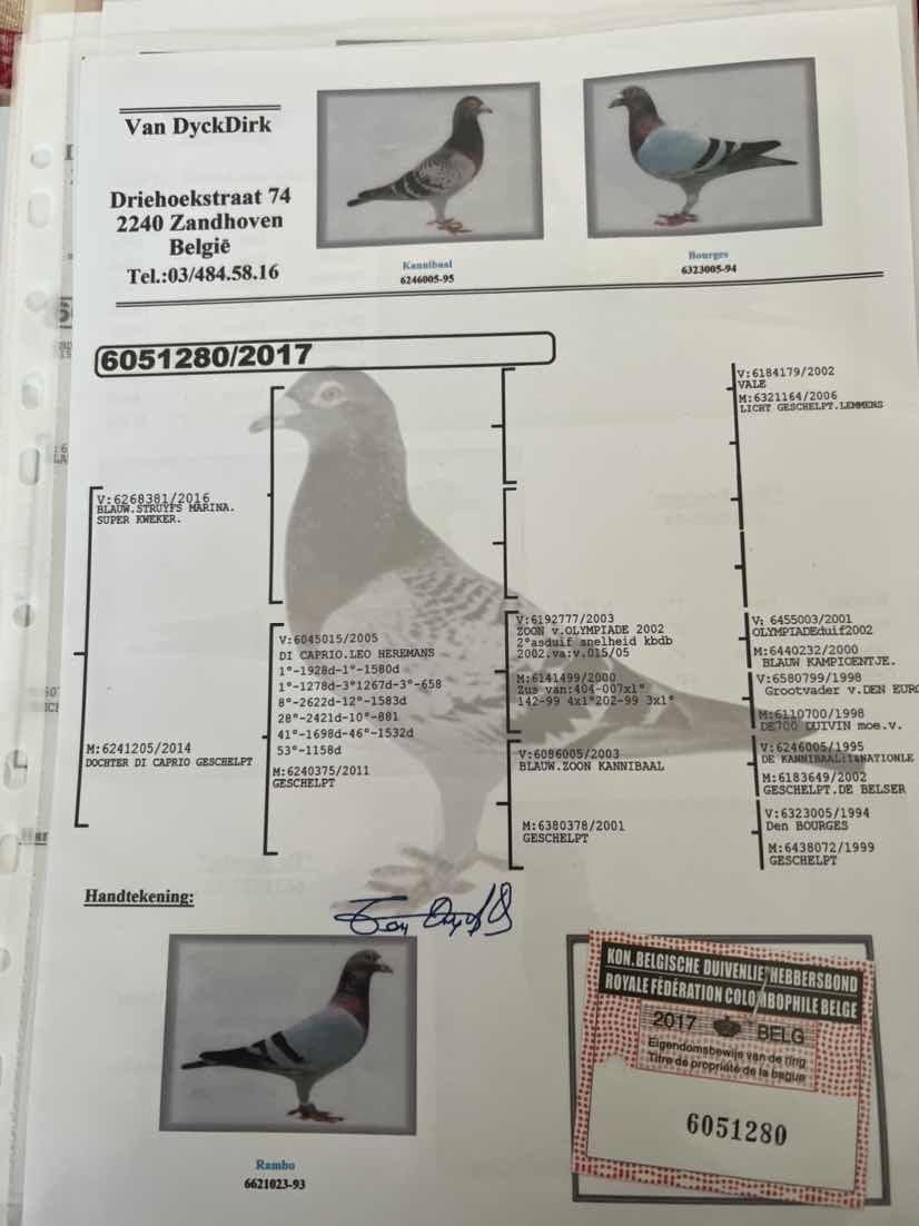 信鸽在线拍卖平台 - 中国信鸽信息网