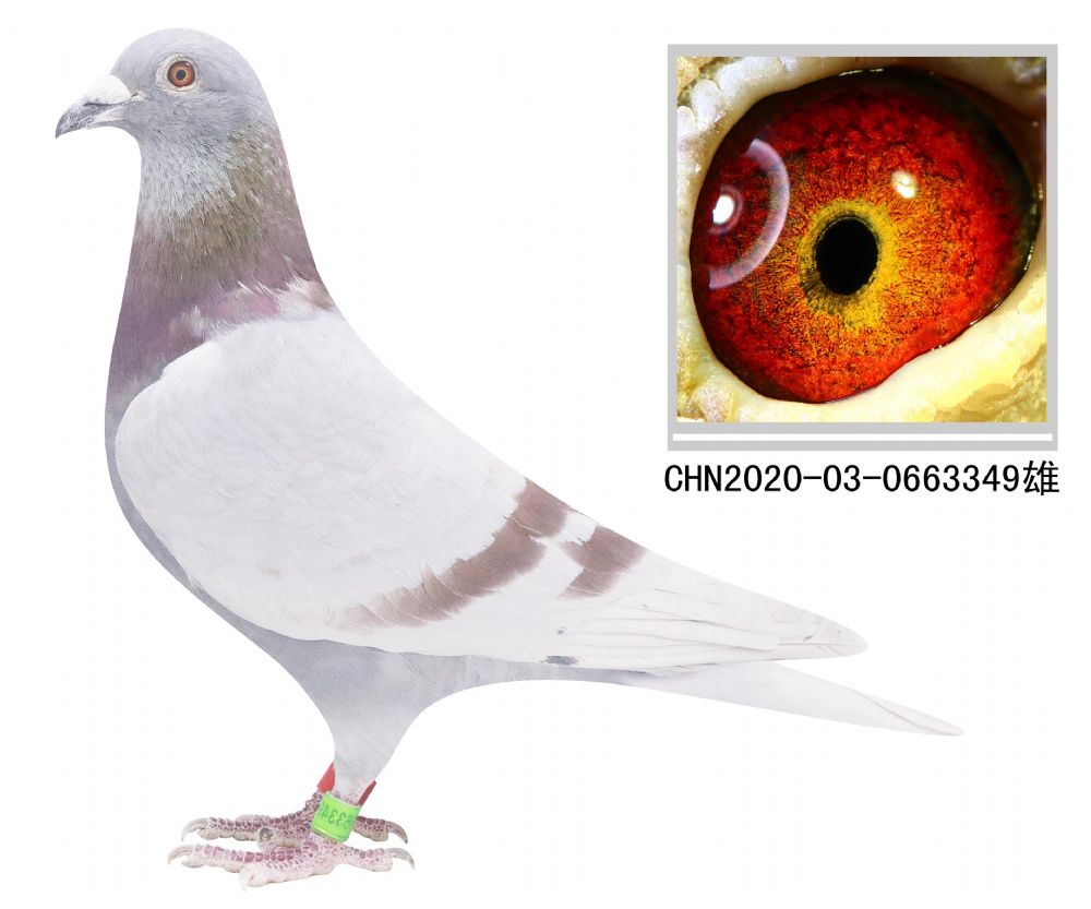 信鸽在线拍卖平台 - 中国信鸽信息网