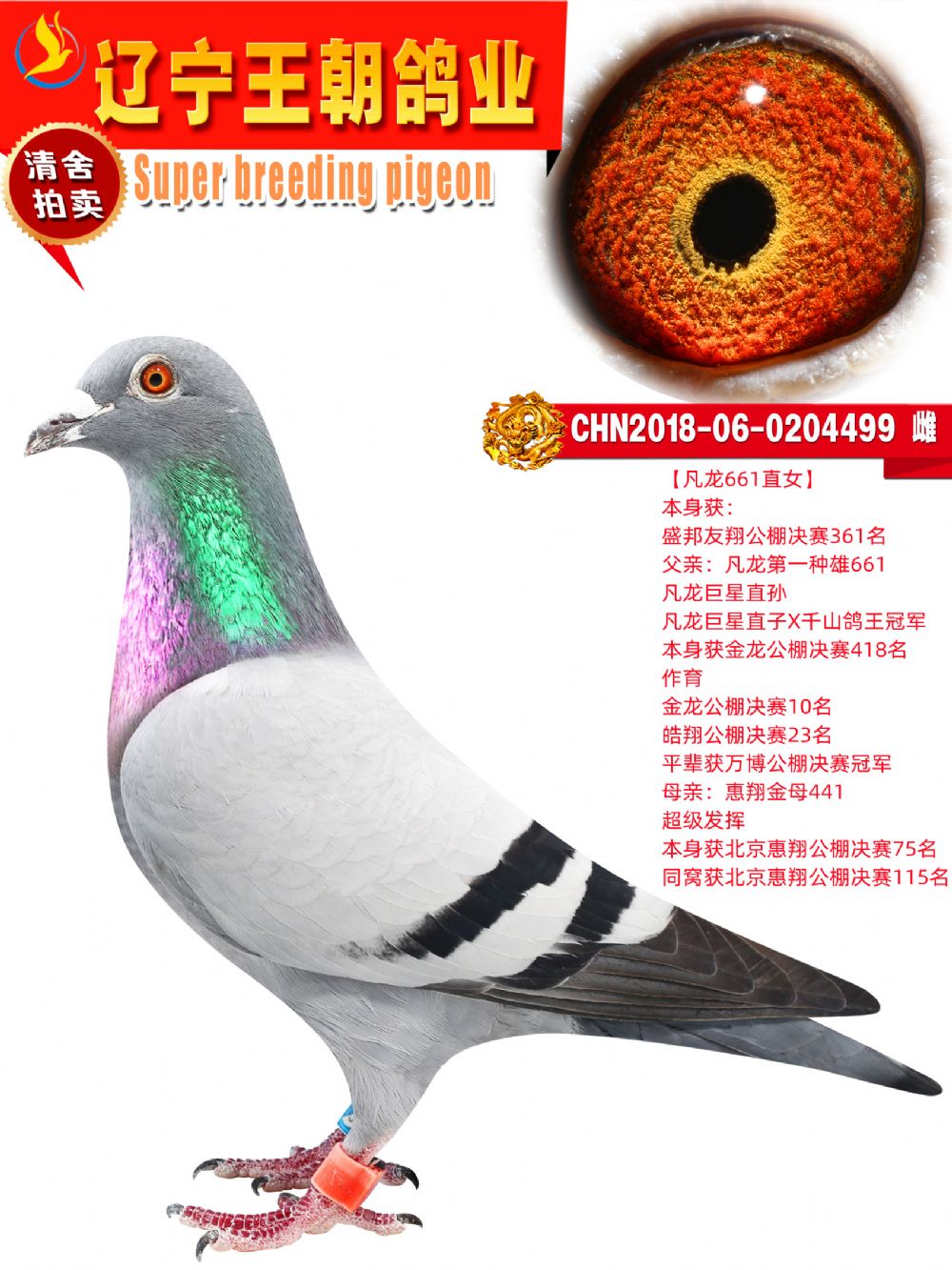 信鸽在线拍卖平台 - 中国信鸽信息网