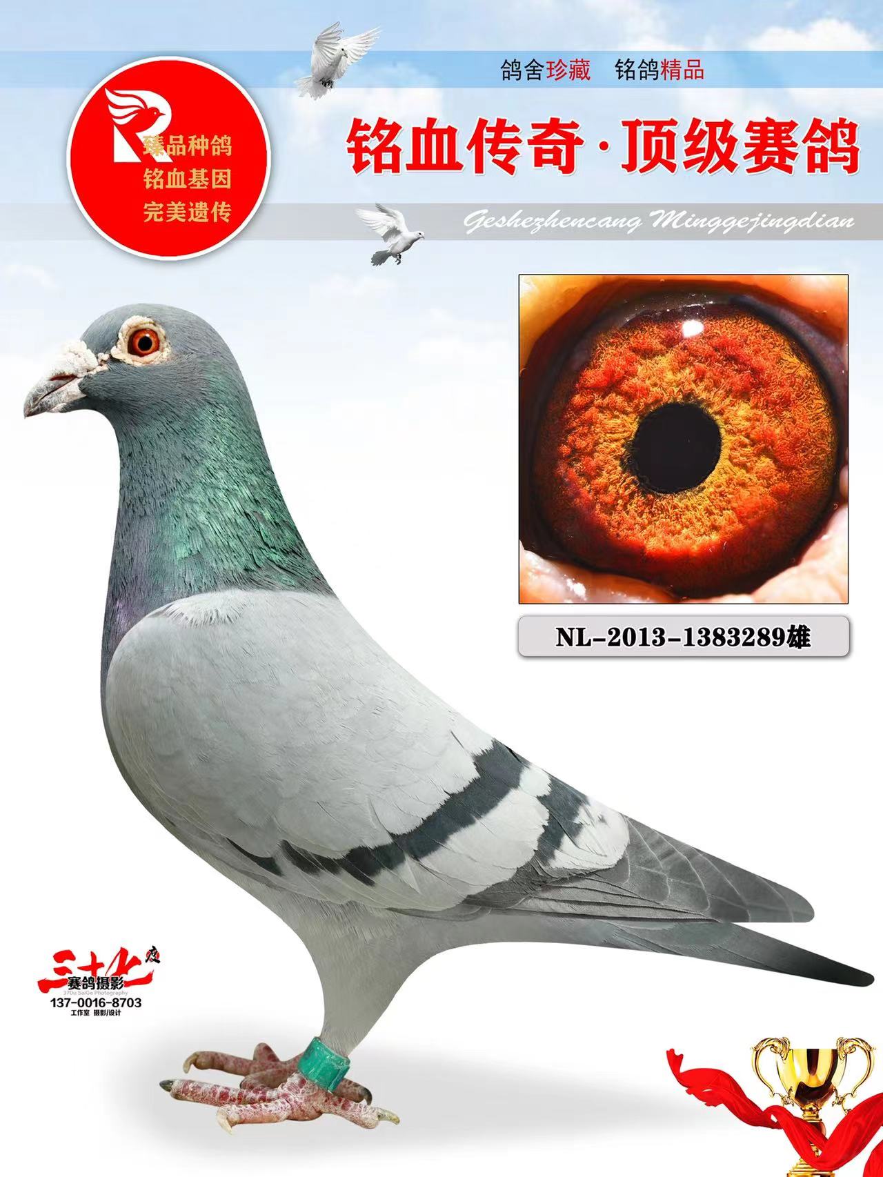 信鸽在线拍卖平台 - 中国信鸽信息网