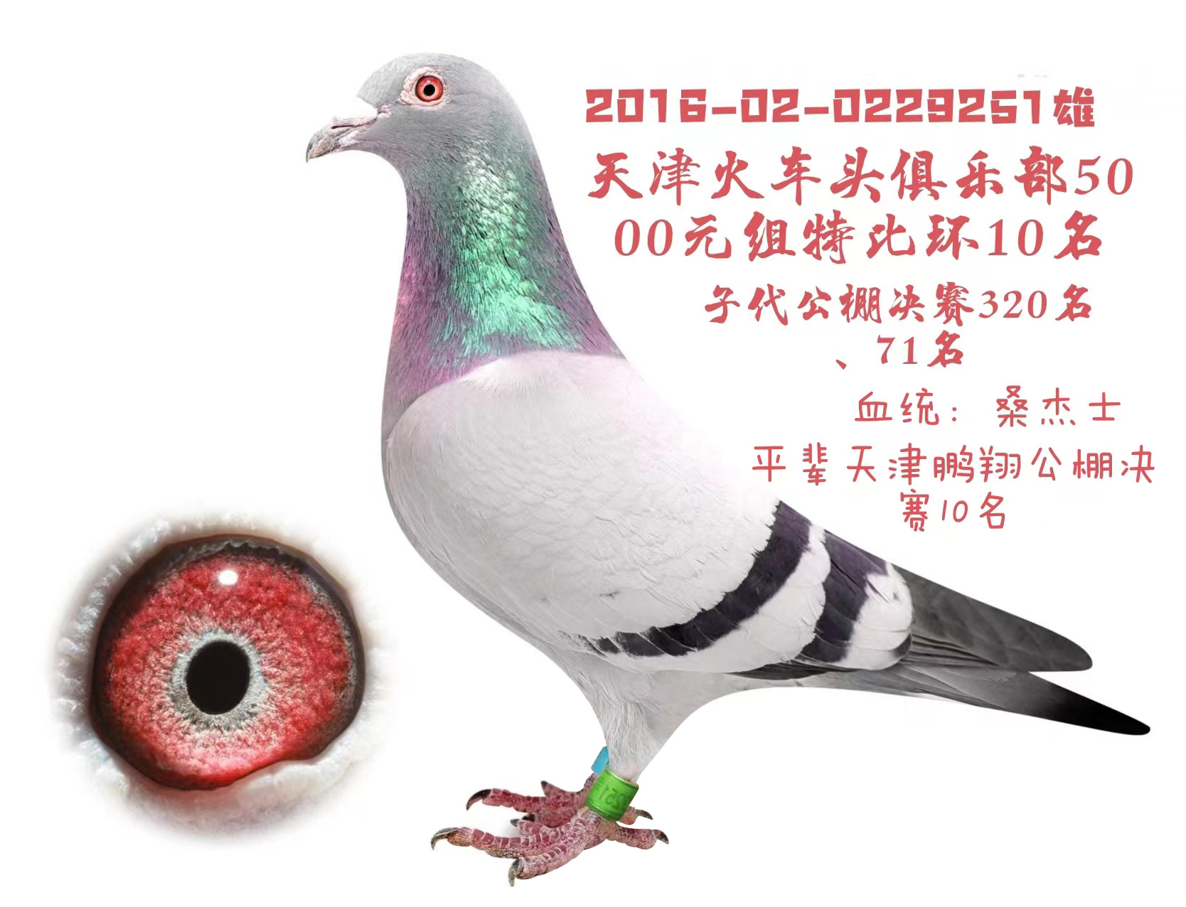 信鸽在线拍卖平台 - 中国信鸽信息网