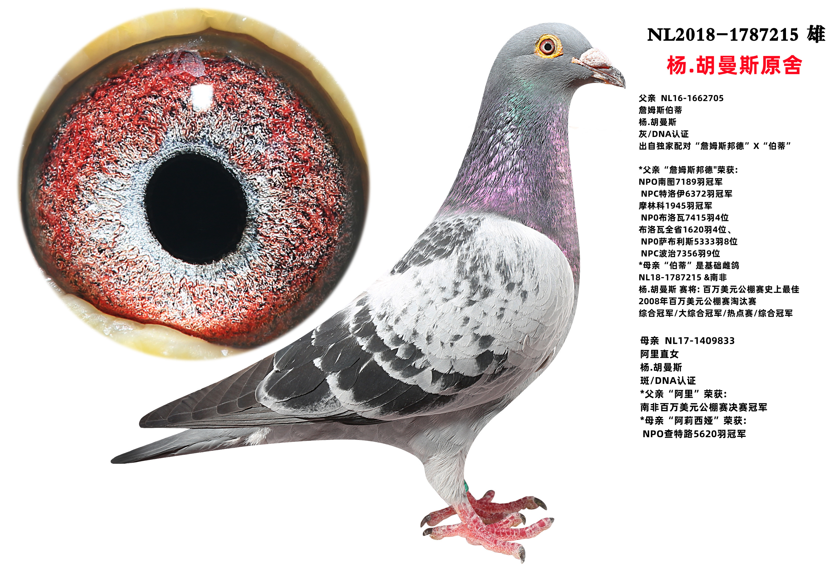 信鸽在线拍卖平台 - 中国信鸽信息网