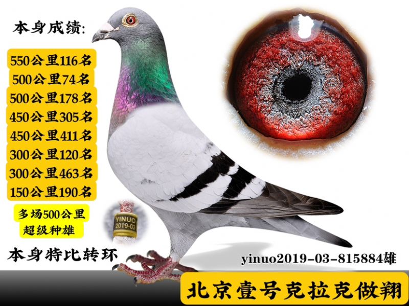 信鸽在线拍卖平台 - 中国信鸽信息网