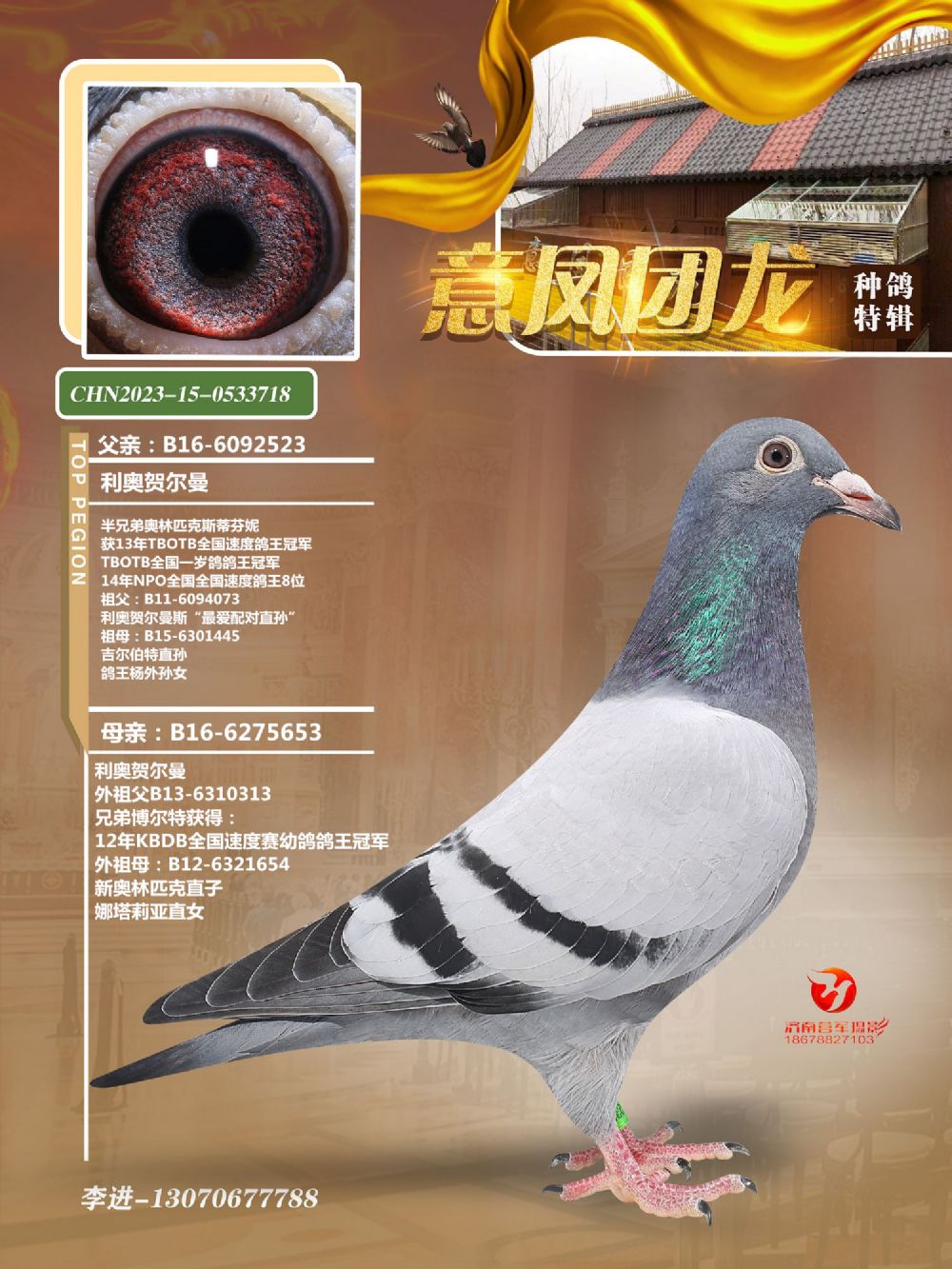 信鸽在线拍卖平台 - 中国信鸽信息网