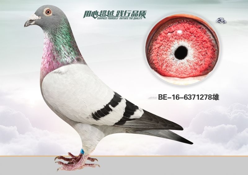 信鸽在线拍卖平台 - 中国信鸽信息网