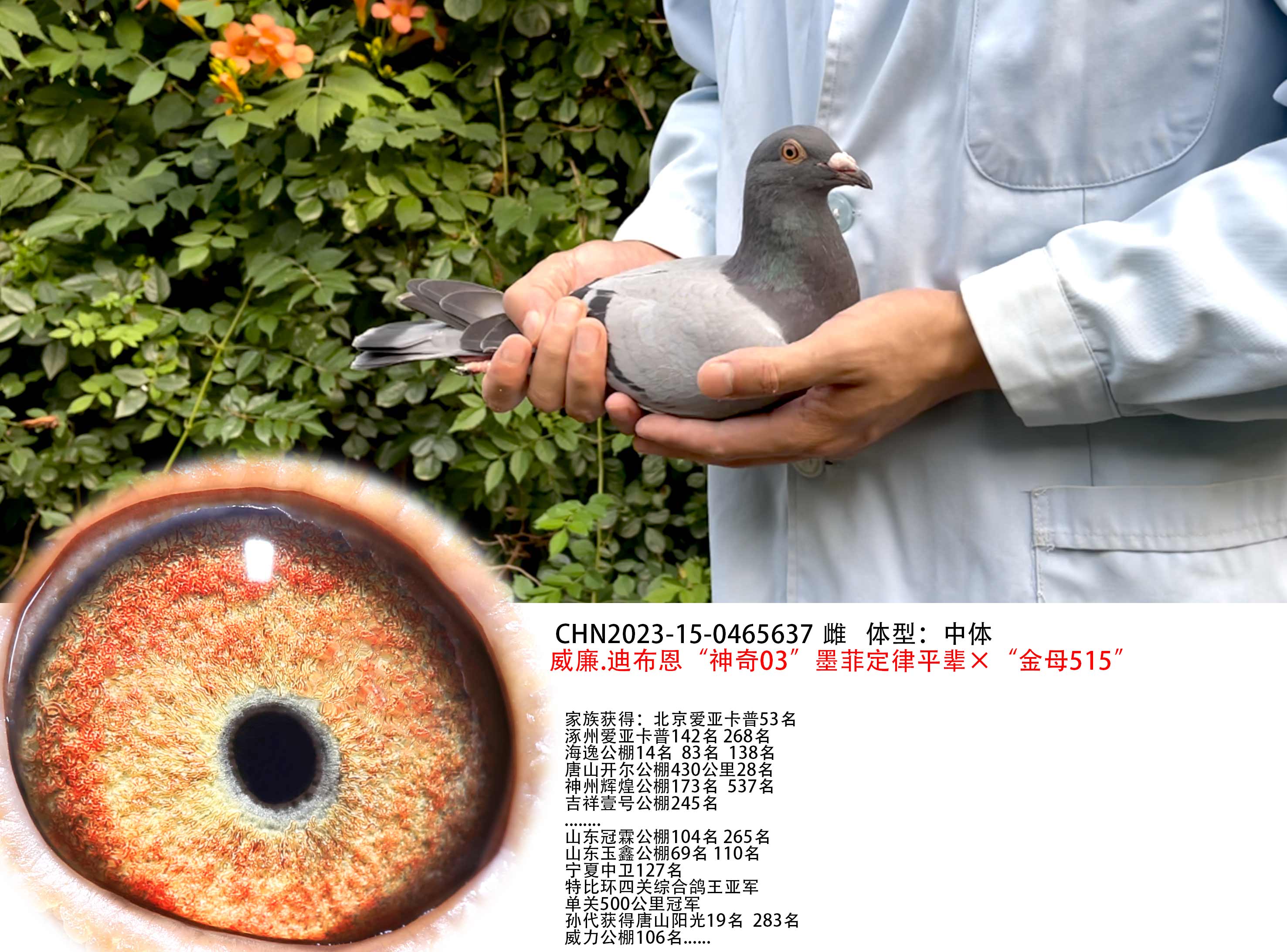 信鸽在线拍卖平台 - 中国信鸽信息网