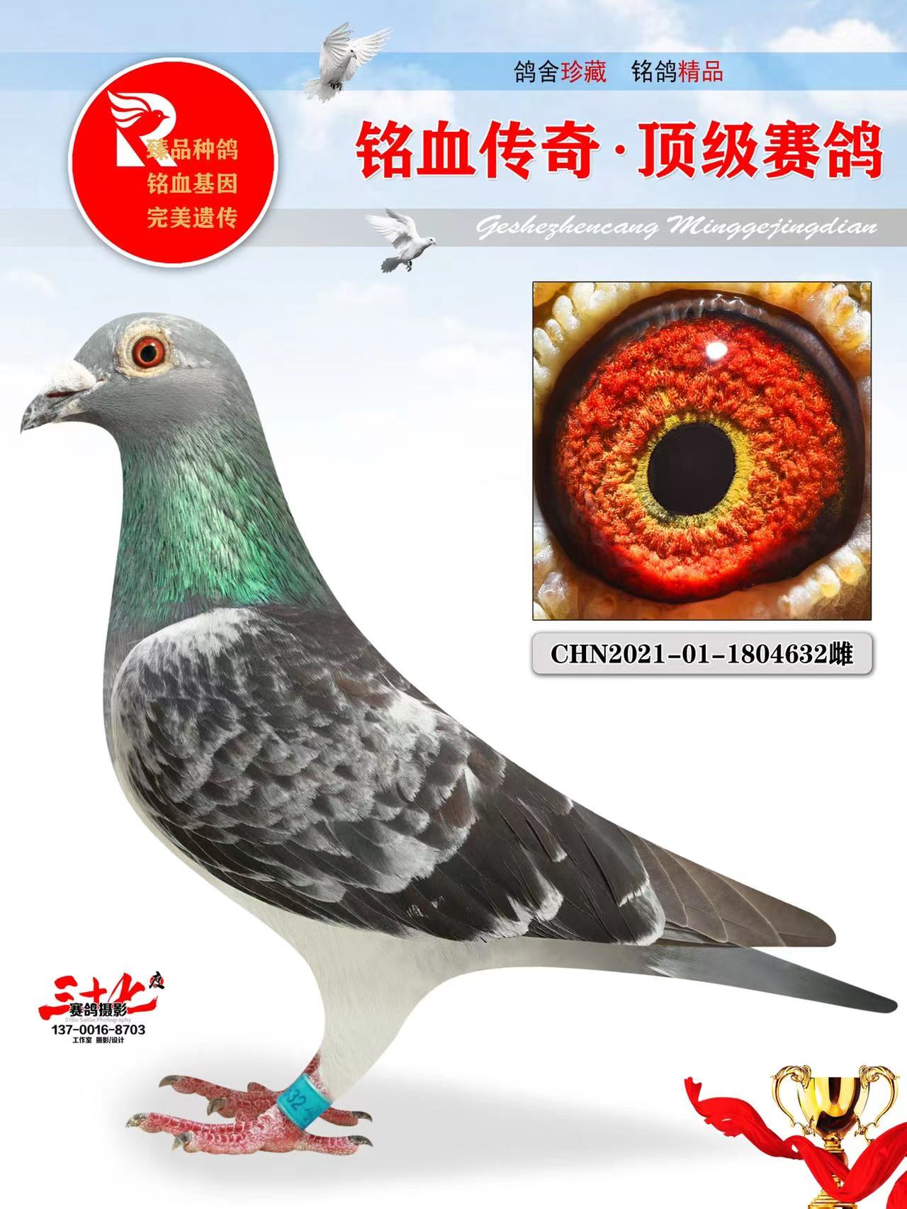 信鸽在线拍卖平台 - 中国信鸽信息网