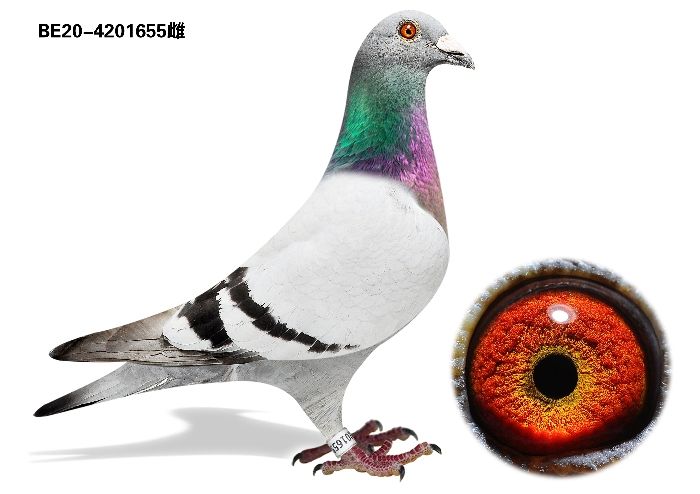 信鸽在线拍卖平台 - 中国信鸽信息网