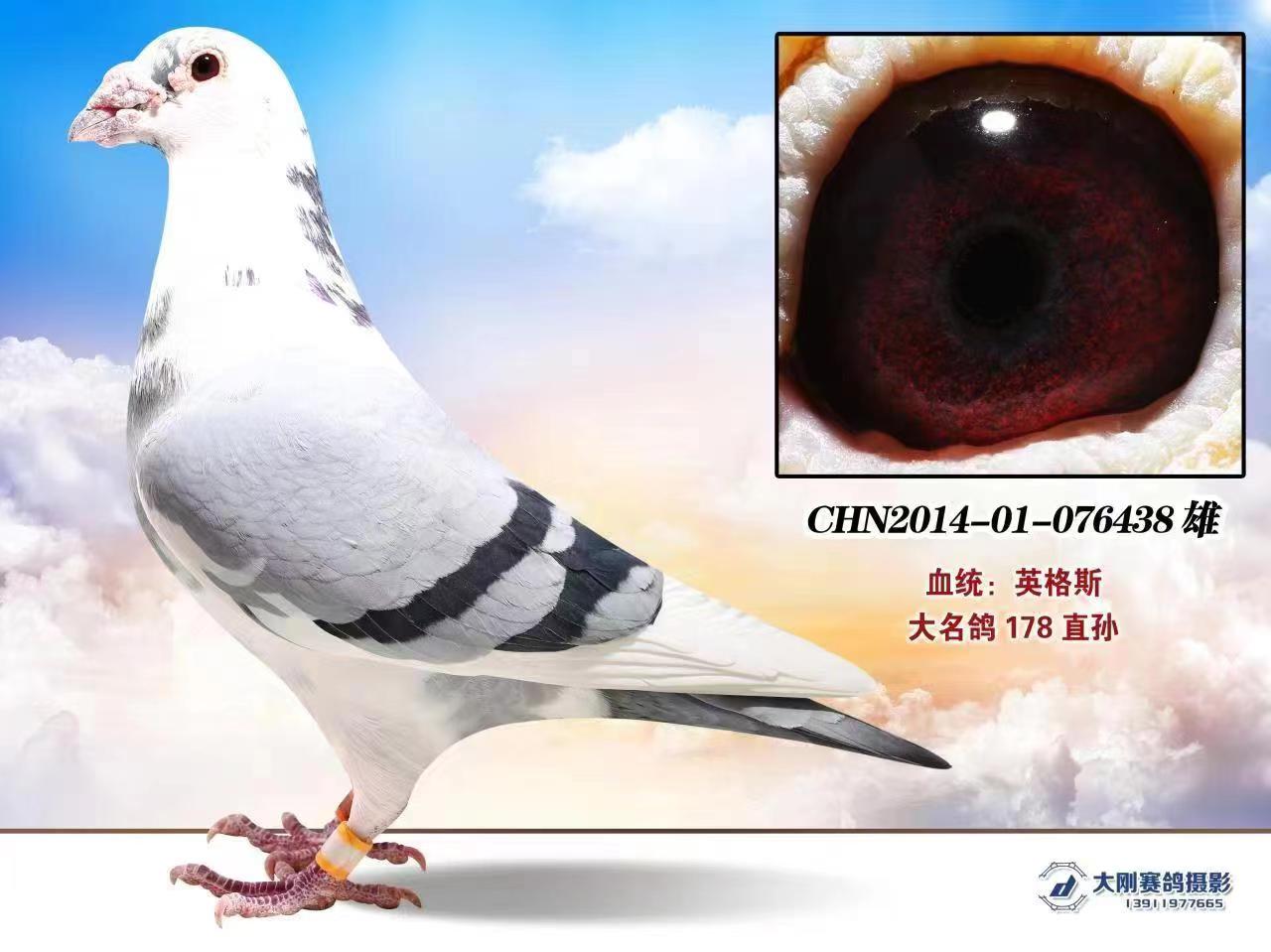 信鸽在线拍卖平台 - 中国信鸽信息网