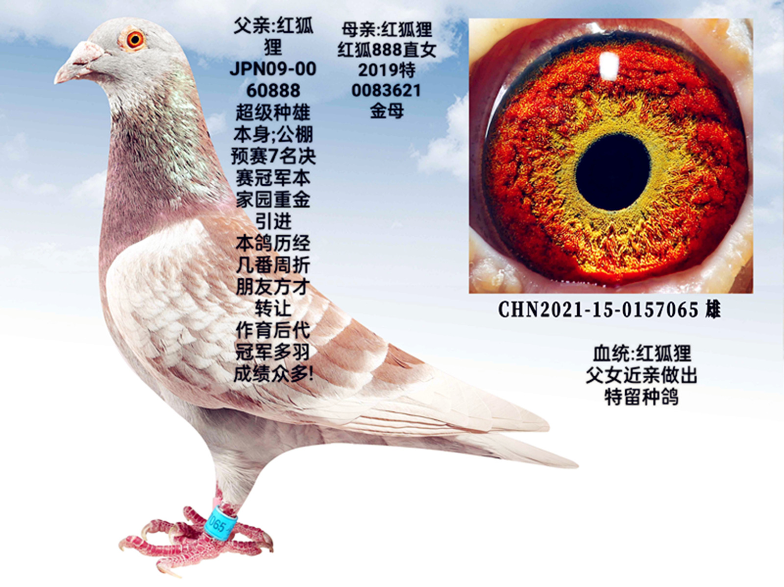 信鸽在线拍卖平台 - 中国信鸽信息网