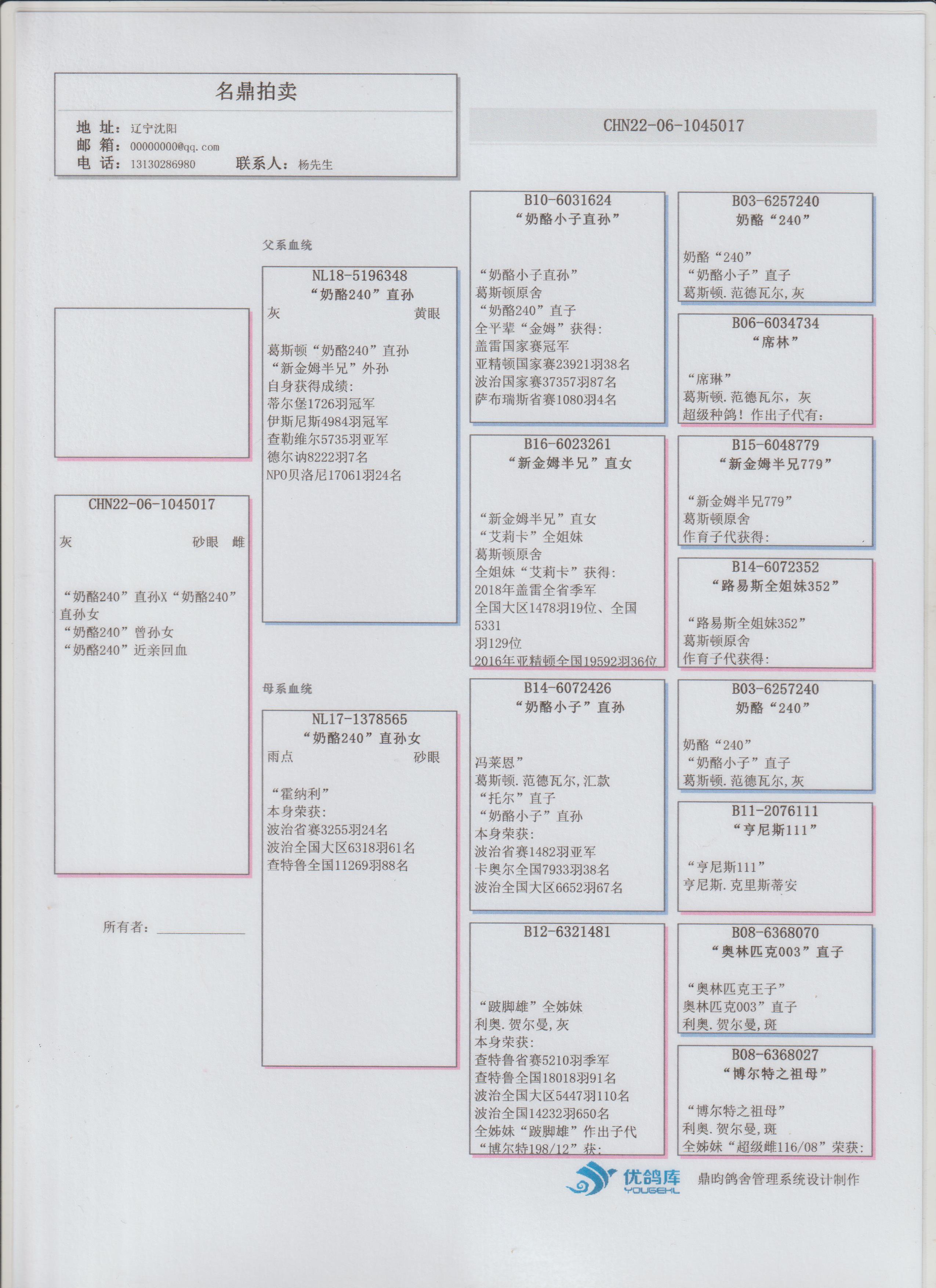 信鸽在线拍卖平台 - 中国信鸽信息网