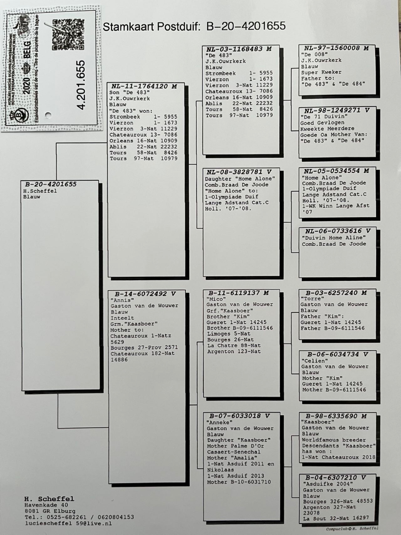 信鸽在线拍卖平台 - 中国信鸽信息网