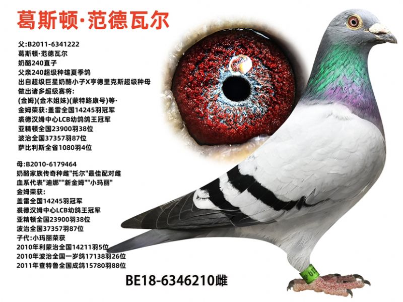 信鸽在线拍卖平台 - 中国信鸽信息网