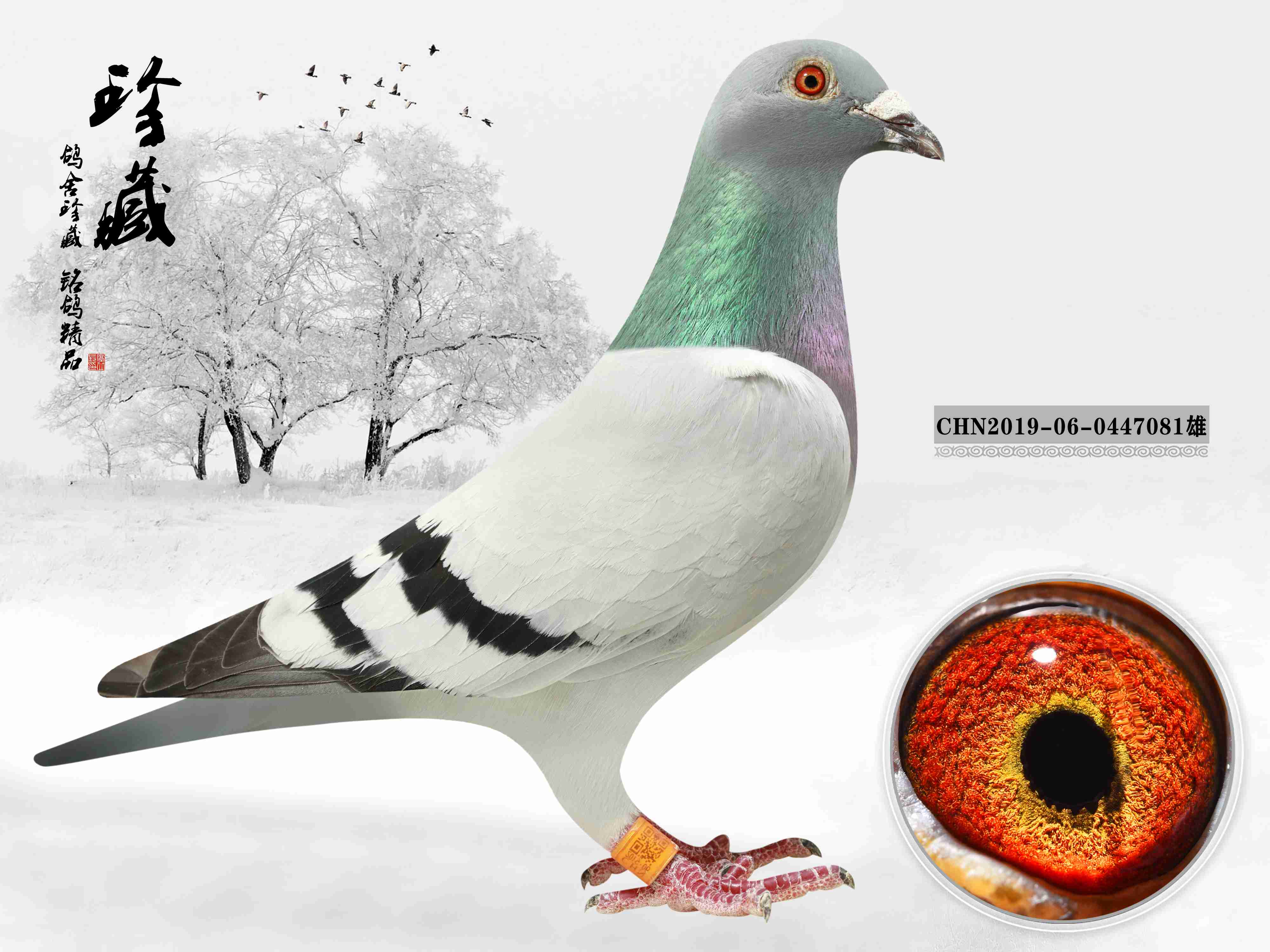 信鸽在线拍卖平台 - 中国信鸽信息网