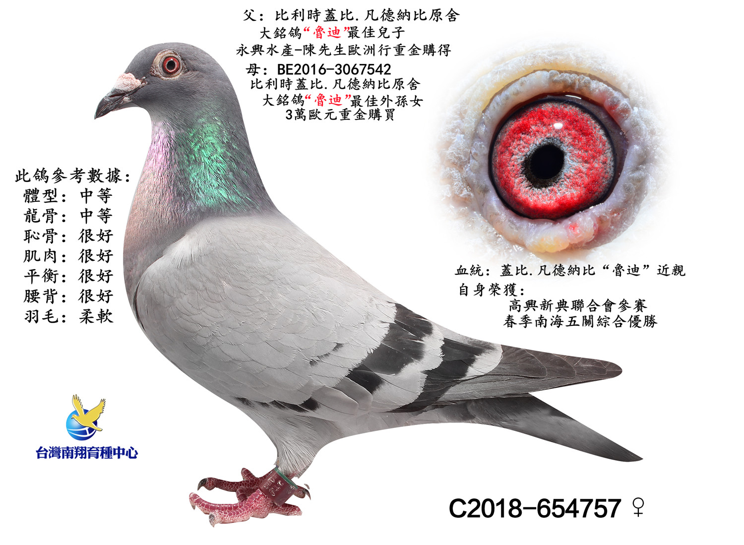 信鸽在线拍卖平台 - 中国信鸽信息网