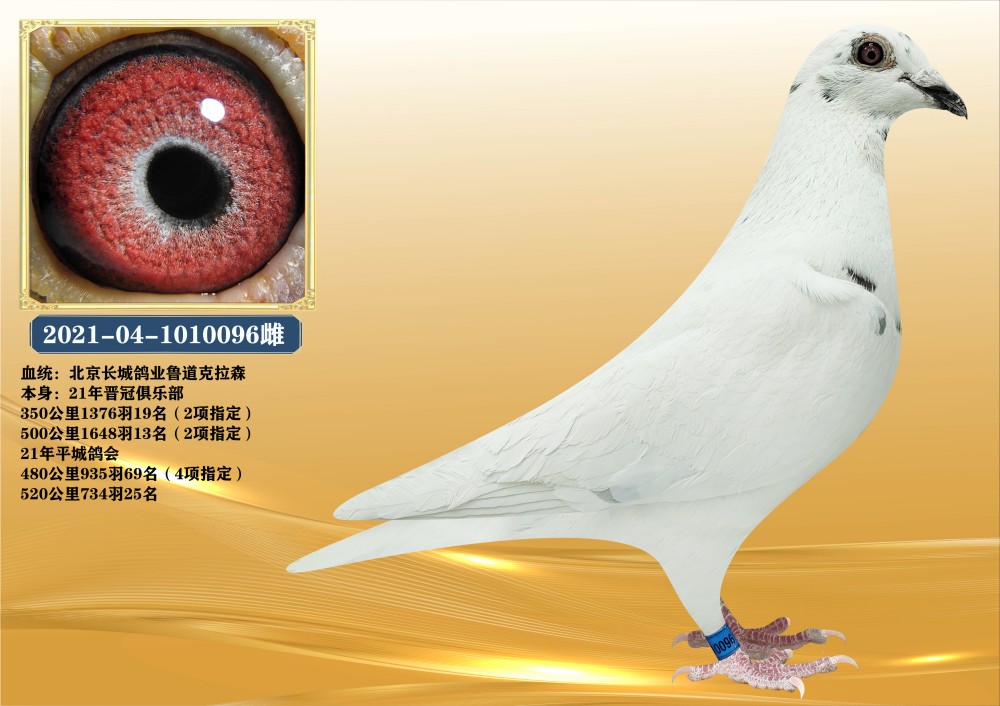 信鸽在线拍卖平台 - 中国信鸽信息网
