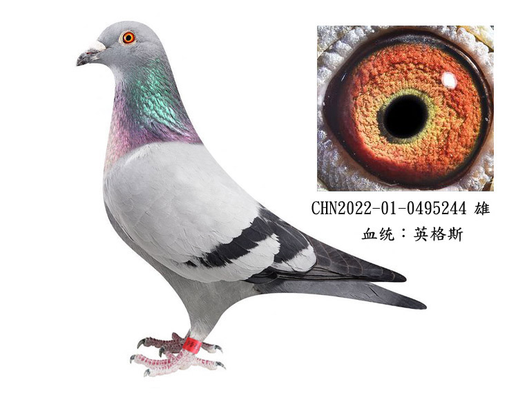 信鸽在线拍卖平台 - 中国信鸽信息网