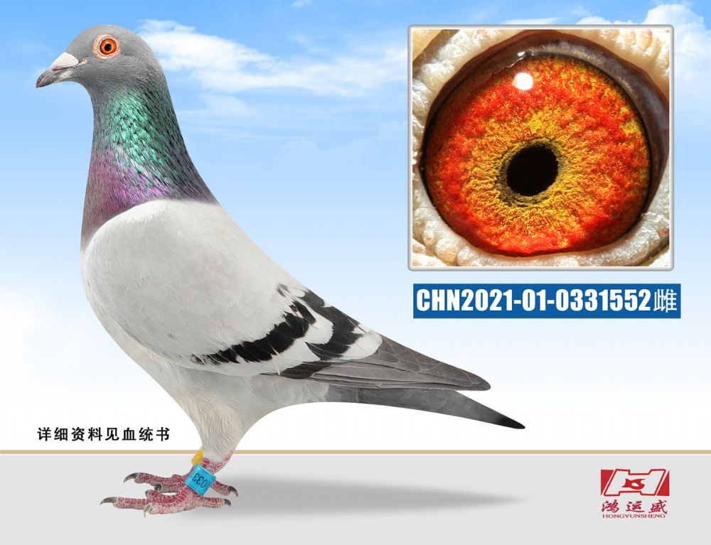信鸽在线拍卖平台 - 中国信鸽信息网