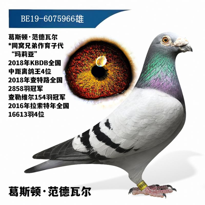 信鸽在线拍卖平台 - 中国信鸽信息网