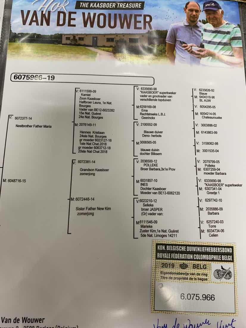 信鸽在线拍卖平台 - 中国信鸽信息网