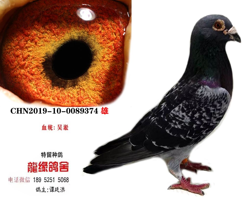 信鸽在线拍卖平台 - 中国信鸽信息网