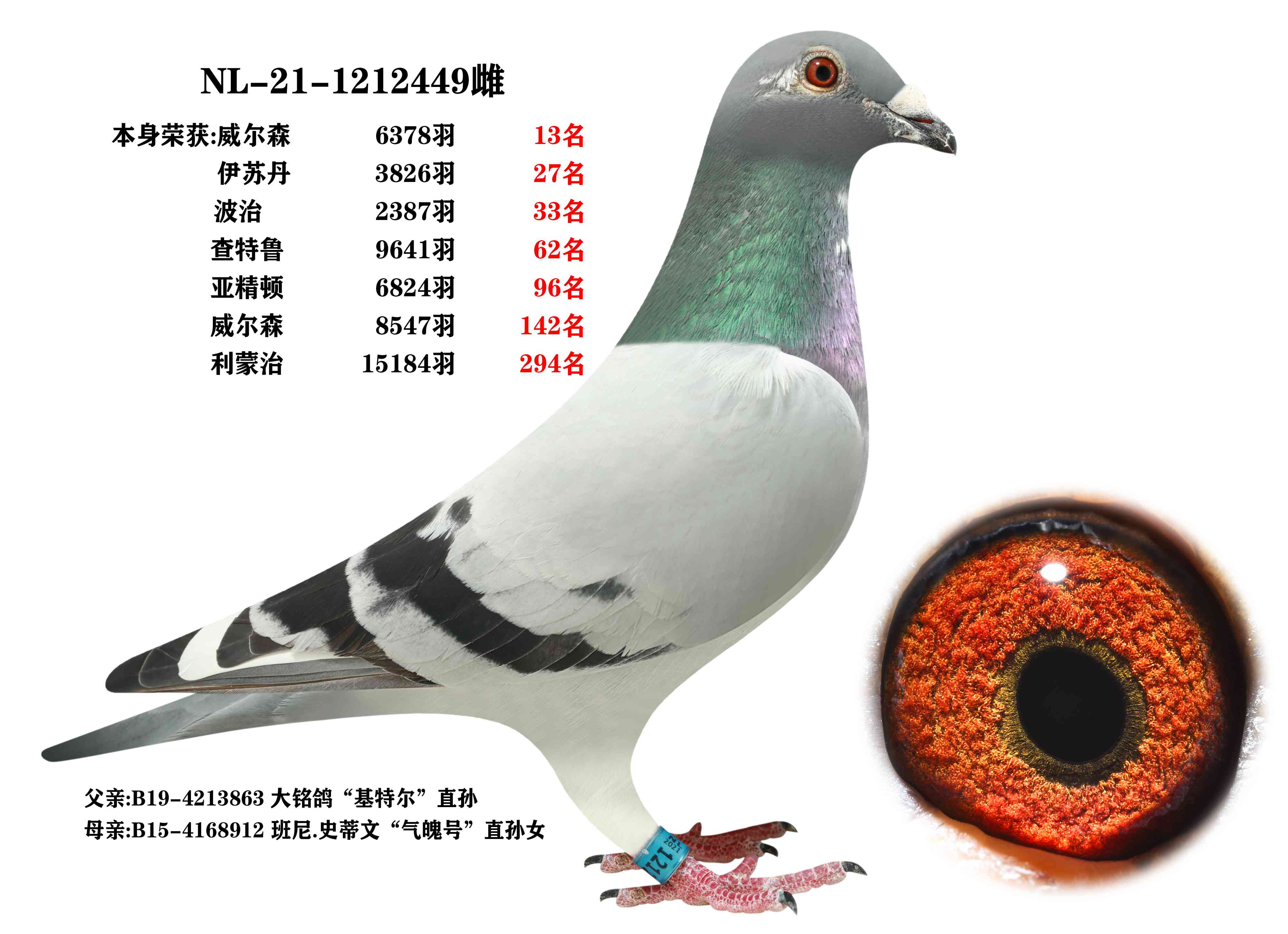 信鸽在线拍卖平台 - 中国信鸽信息网