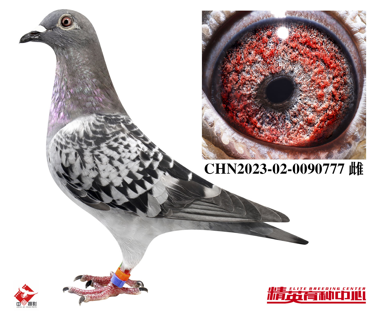 信鸽在线拍卖平台 - 中国信鸽信息网