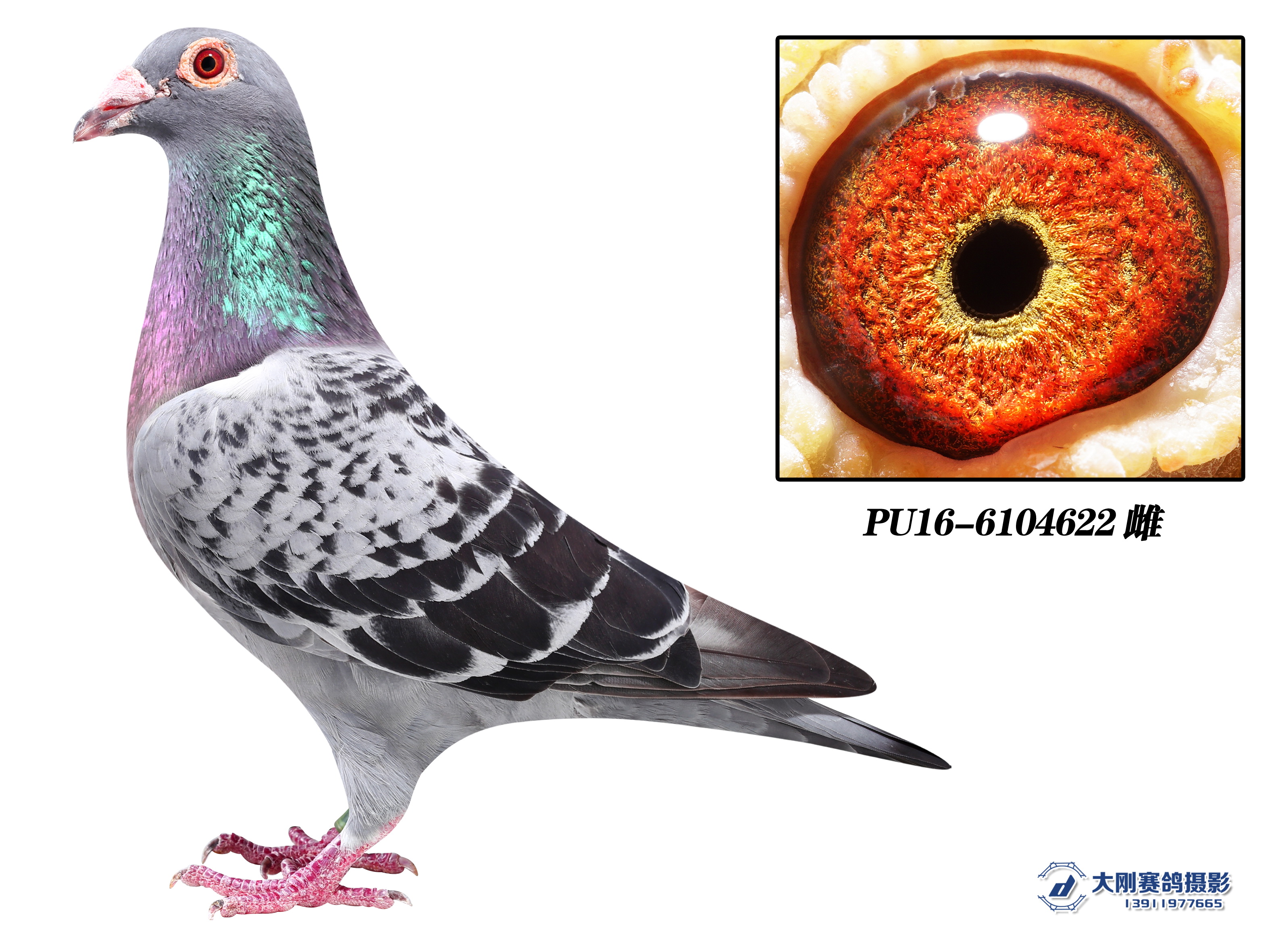 信鸽在线拍卖平台 - 中国信鸽信息网