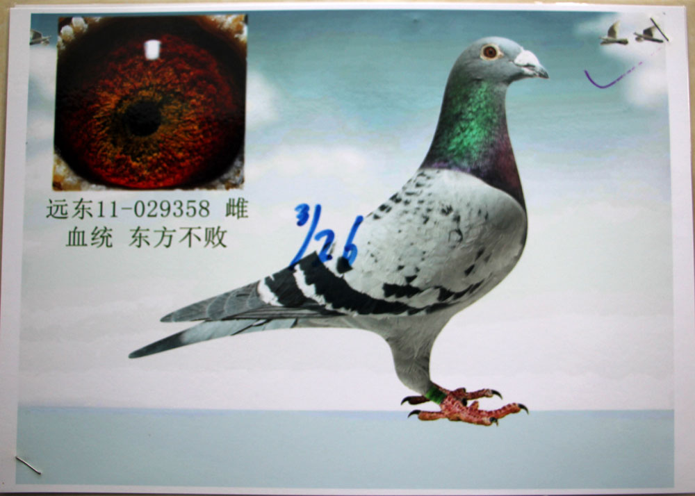 信鸽在线拍卖平台 - 中国信鸽信息网