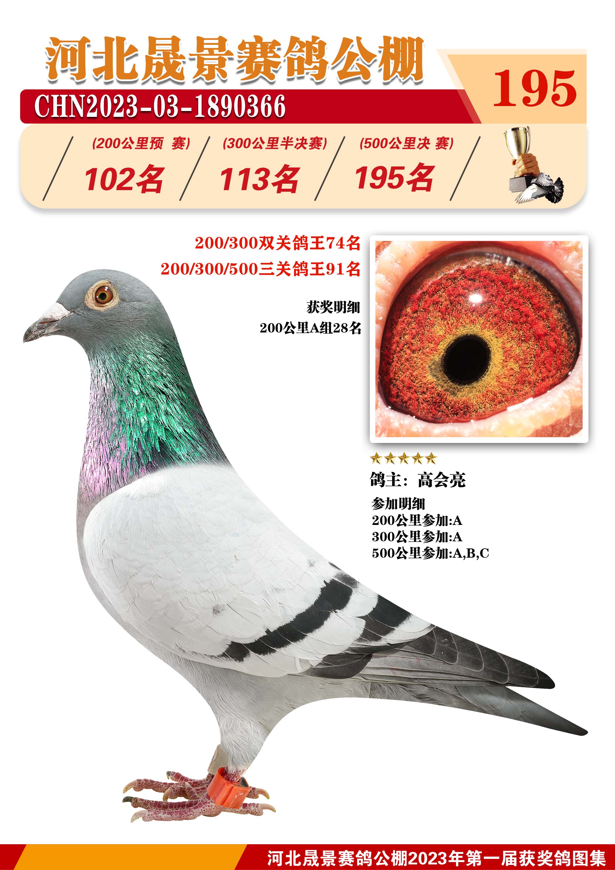 信鸽在线拍卖平台 - 中国信鸽信息网