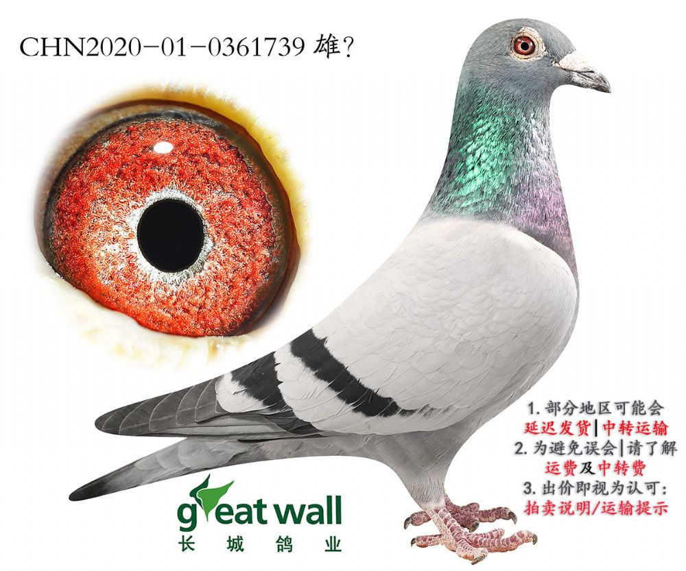 信鸽在线拍卖平台 - 中国信鸽信息网