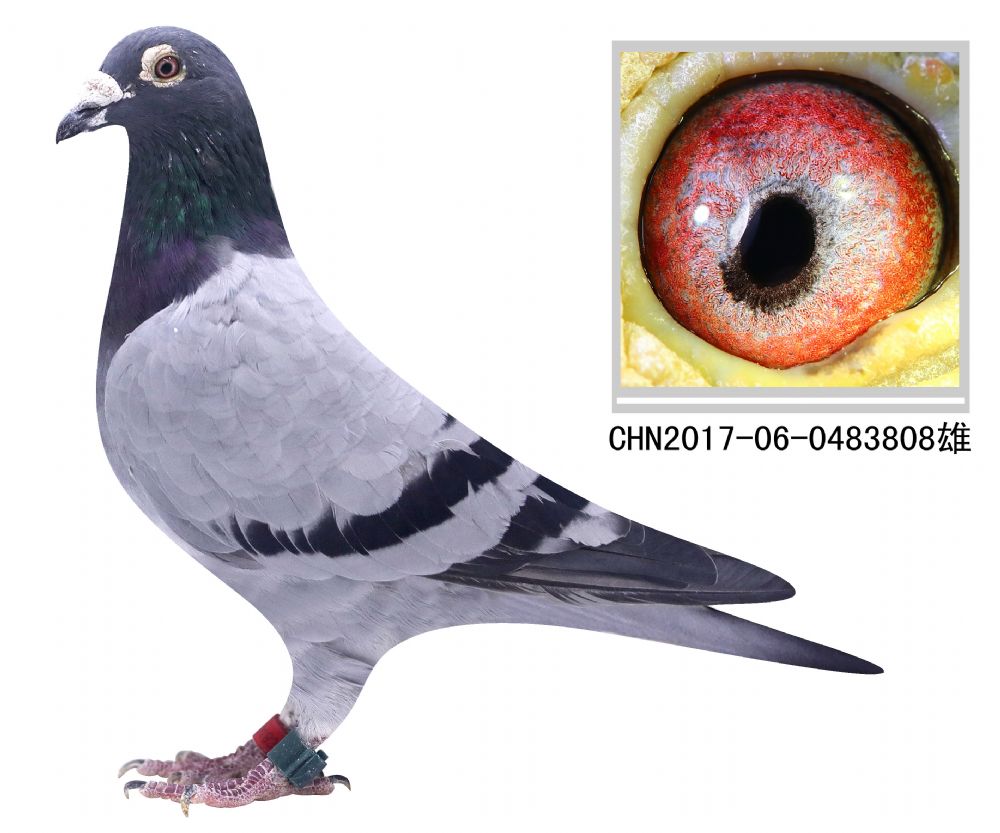 信鸽在线拍卖平台 - 中国信鸽信息网