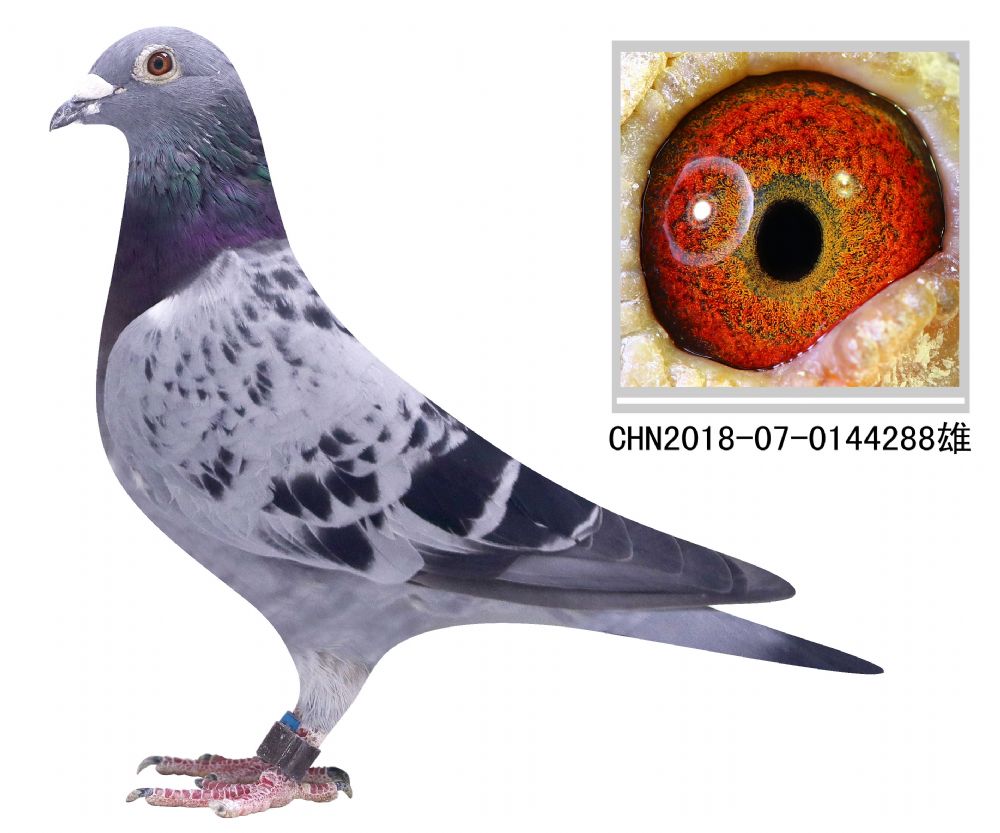 信鸽在线拍卖平台 - 中国信鸽信息网