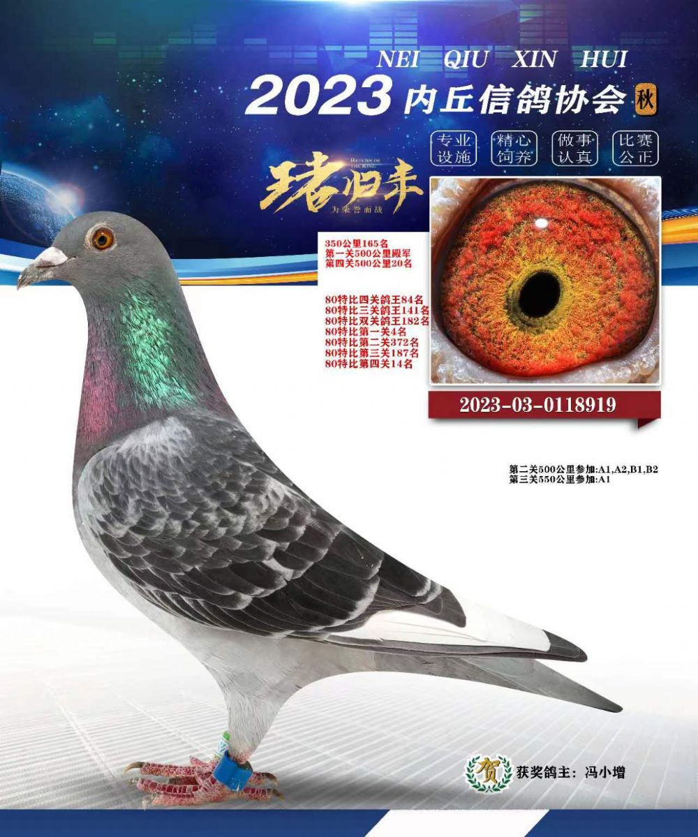 信鸽在线拍卖平台 - 中国信鸽信息网