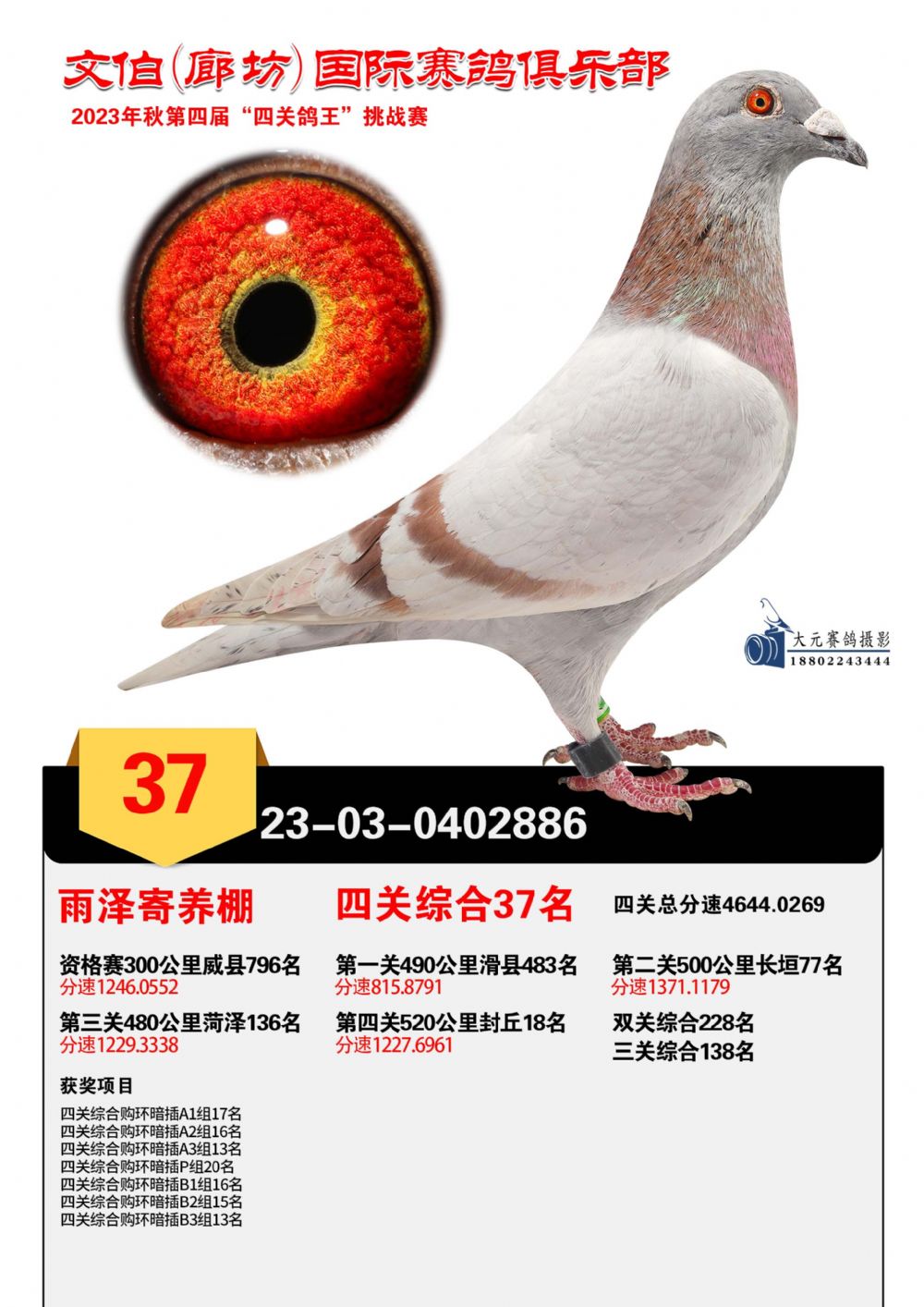 信鸽在线拍卖平台 - 中国信鸽信息网