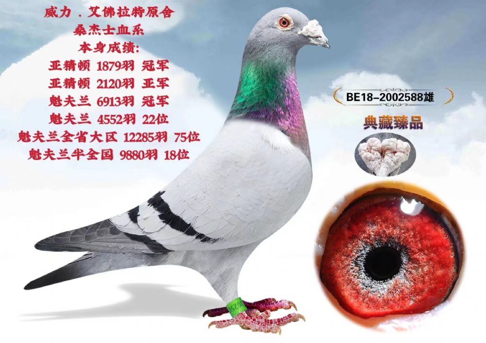 信鸽在线拍卖平台 - 中国信鸽信息网