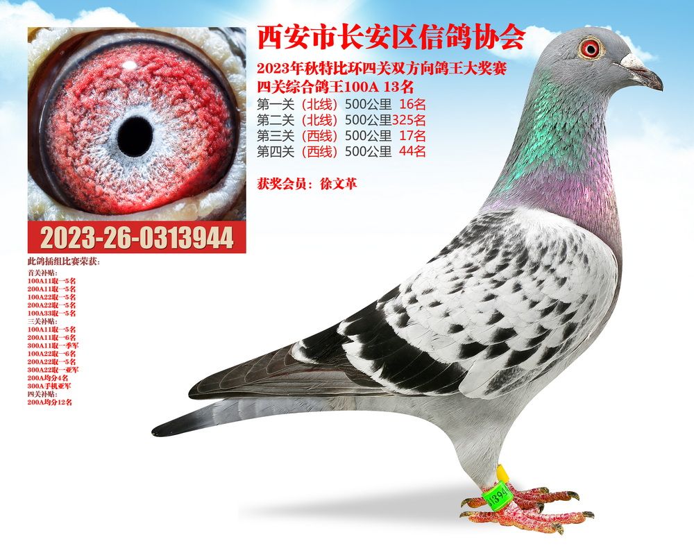 信鸽在线拍卖平台 - 中国信鸽信息网