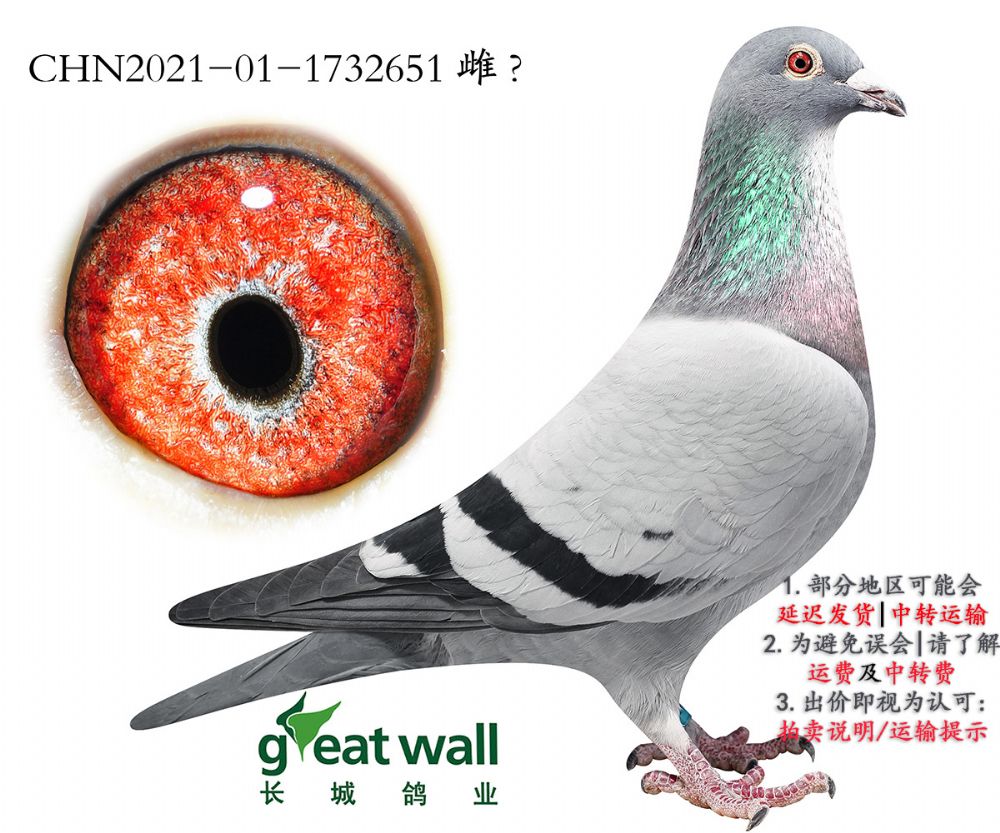 信鸽在线拍卖平台 - 中国信鸽信息网