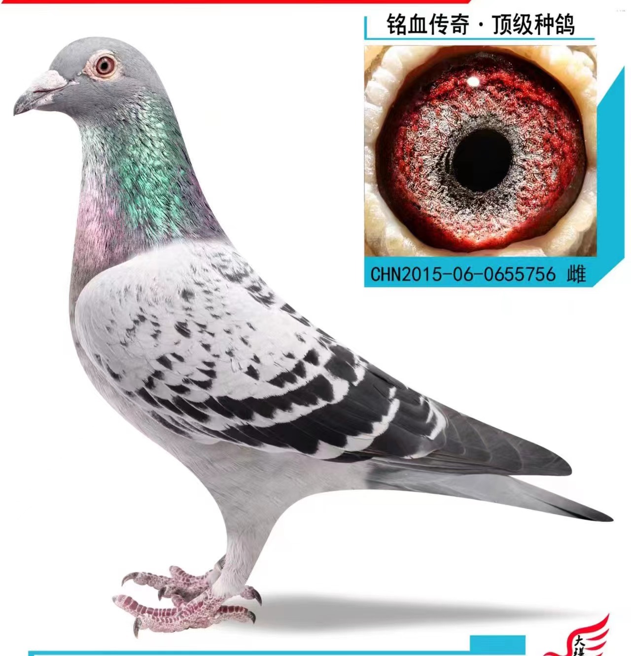 信鸽在线拍卖平台 - 中国信鸽信息网