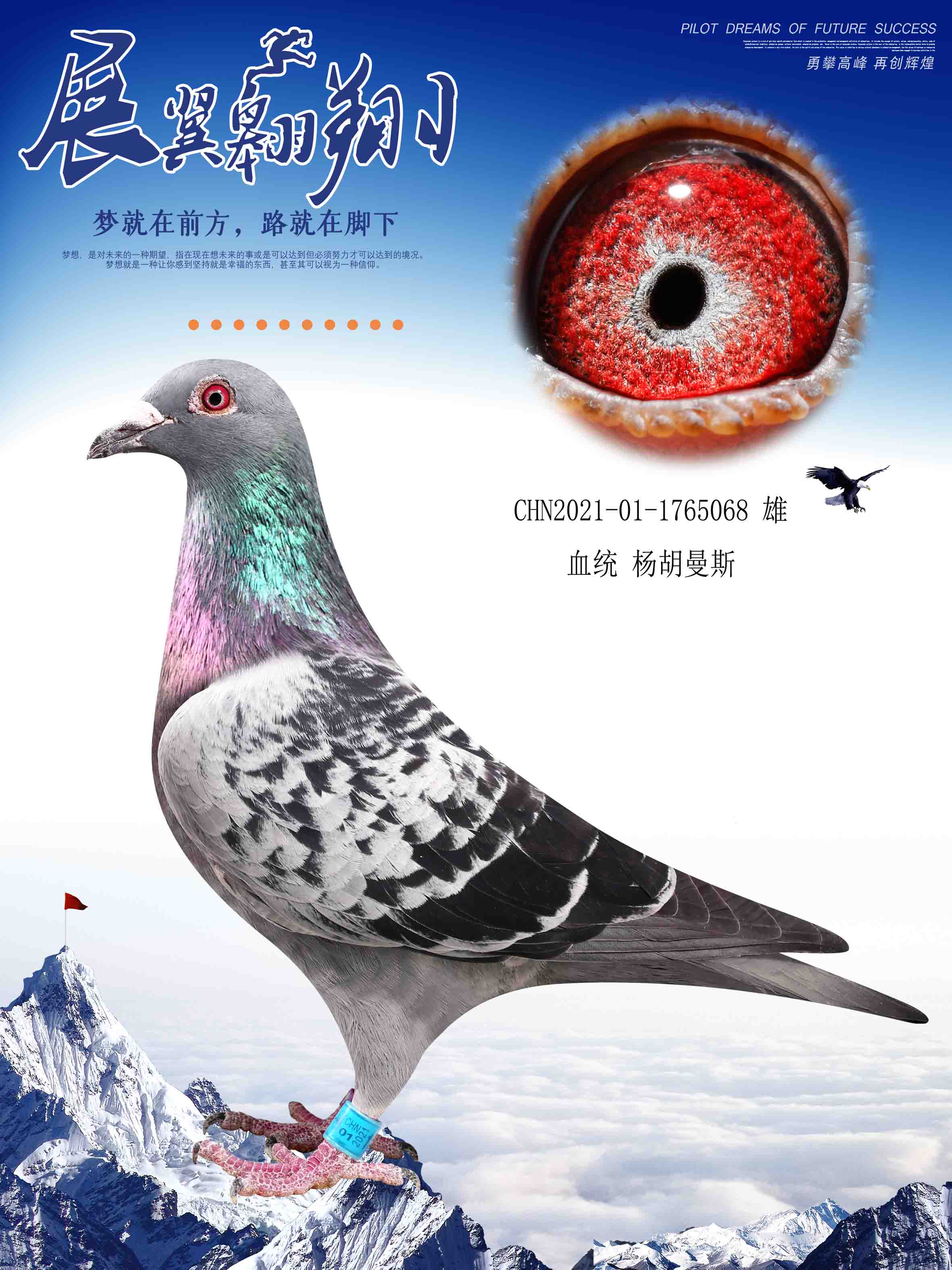 信鸽在线拍卖平台 - 中国信鸽信息网