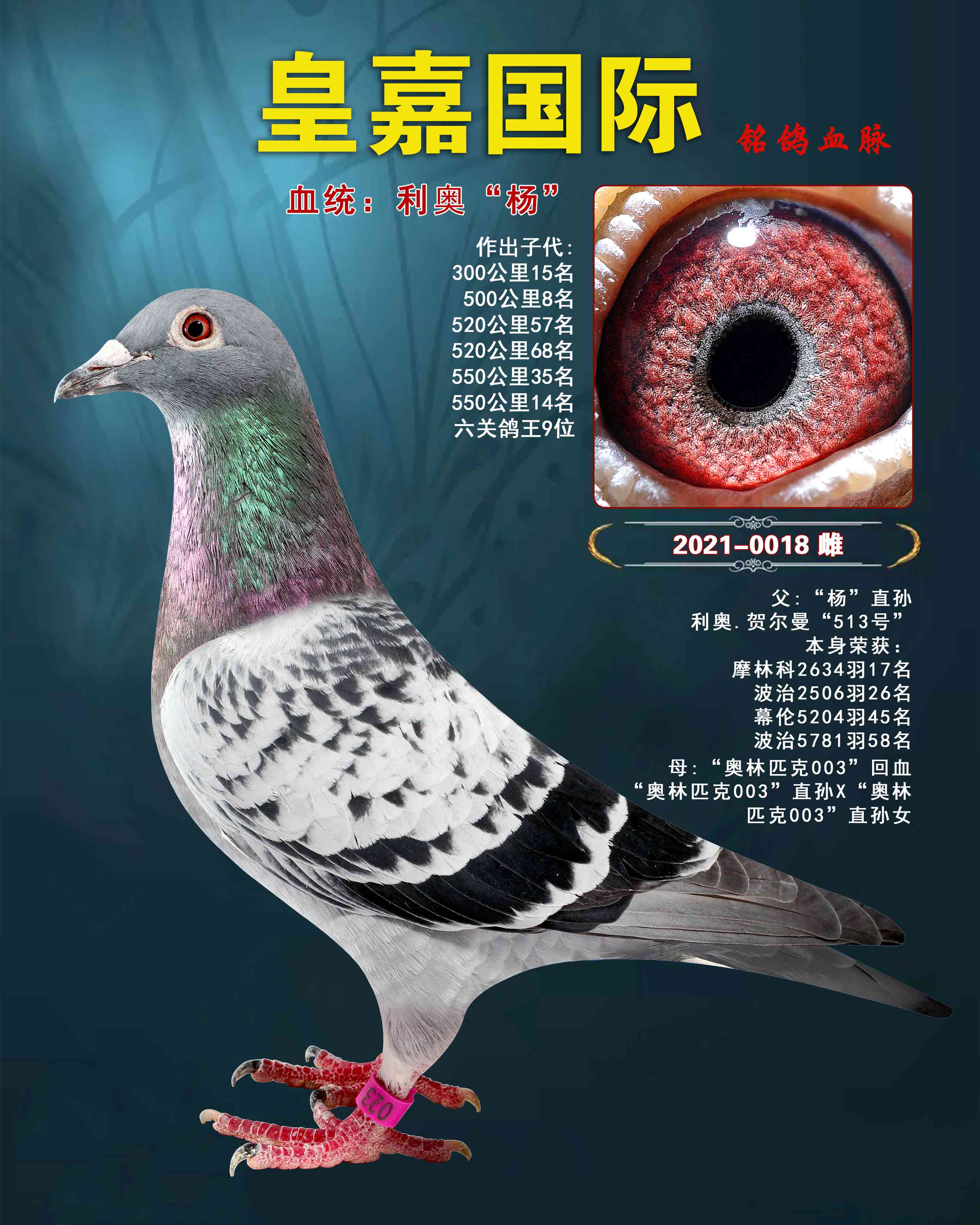 信鸽在线拍卖平台 - 中国信鸽信息网