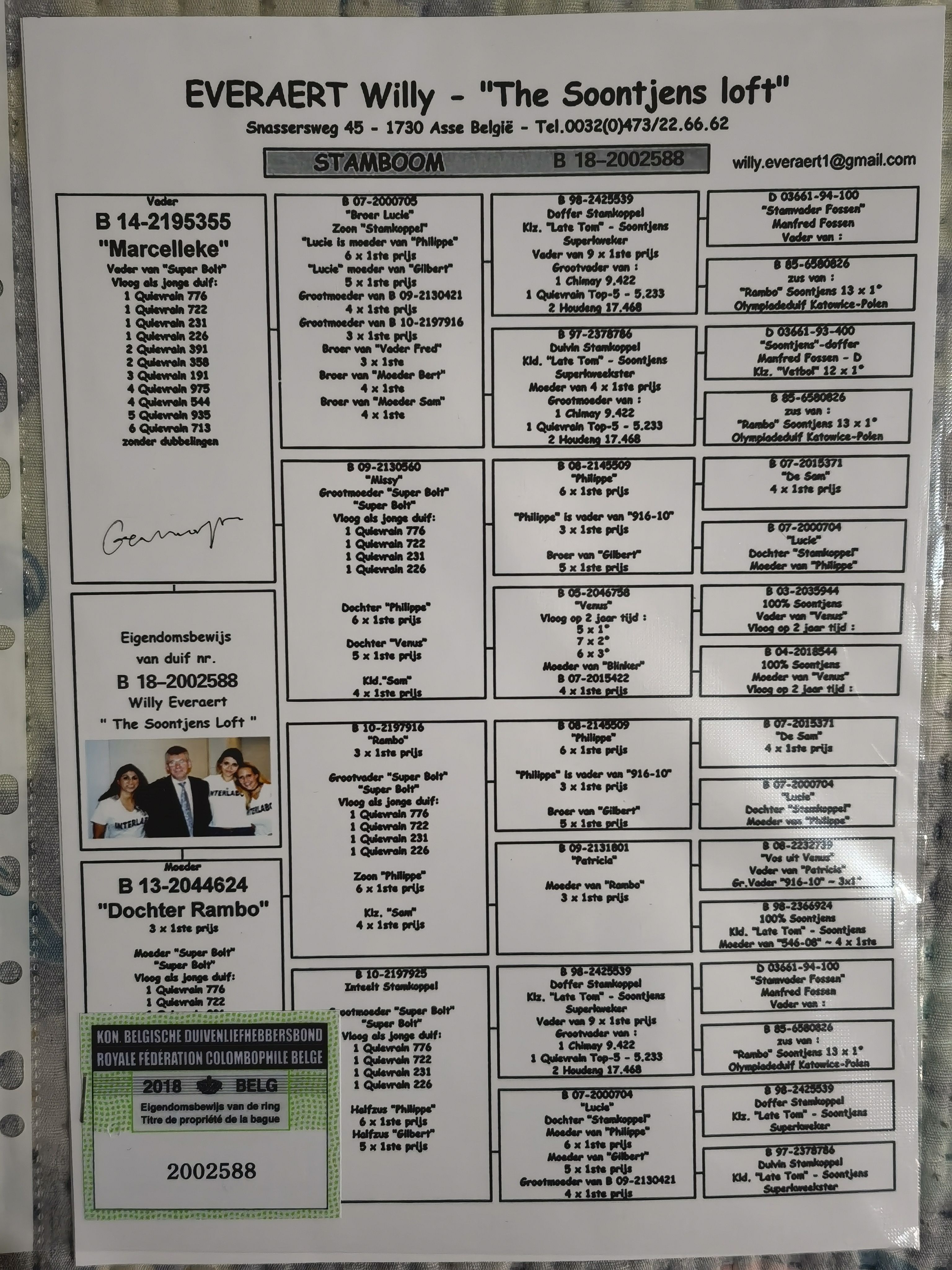 信鸽在线拍卖平台 - 中国信鸽信息网