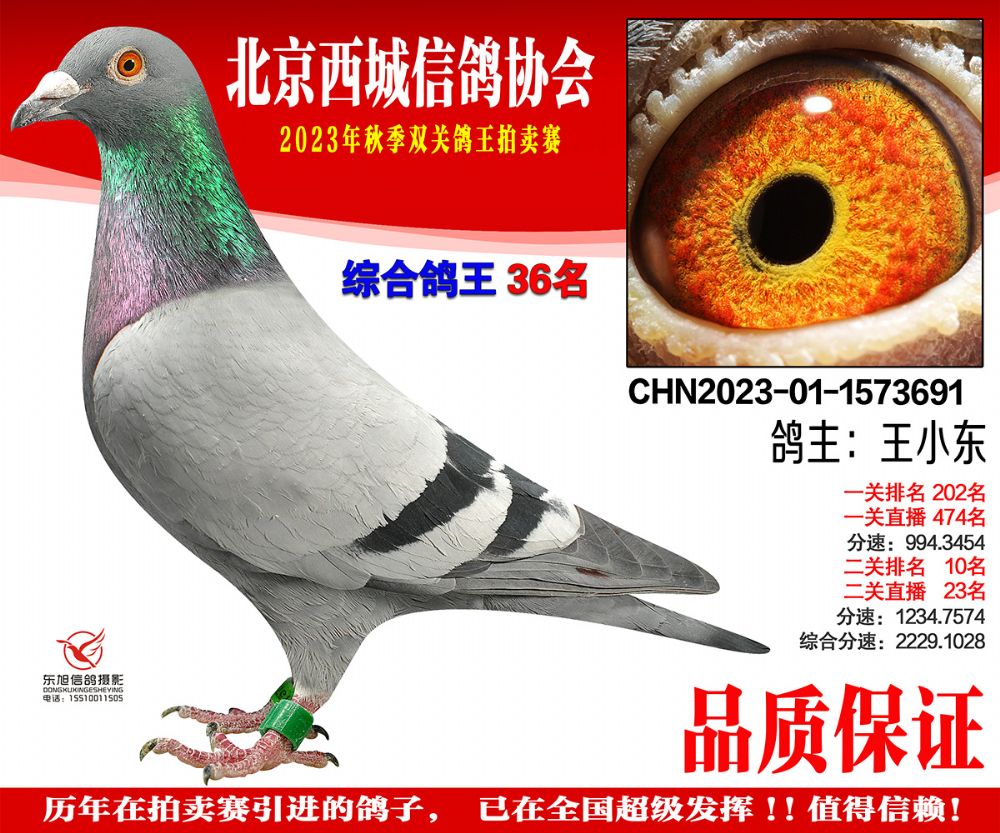 信鸽在线拍卖平台 - 中国信鸽信息网