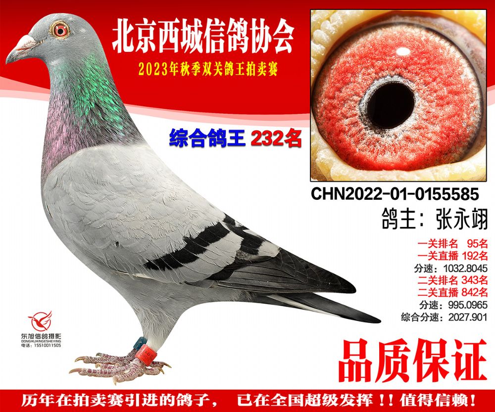 信鸽在线拍卖平台 - 中国信鸽信息网