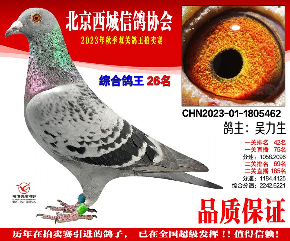 信鸽在线拍卖平台 - 中国信鸽信息网