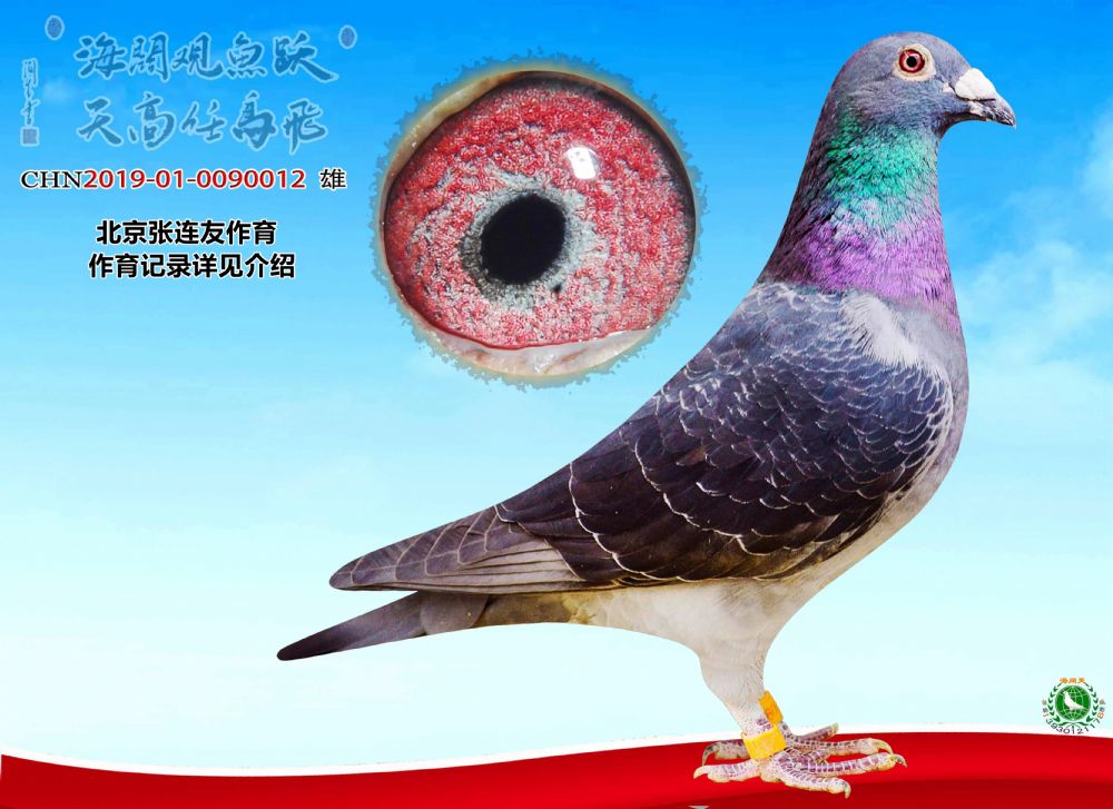 信鸽在线拍卖平台 - 中国信鸽信息网